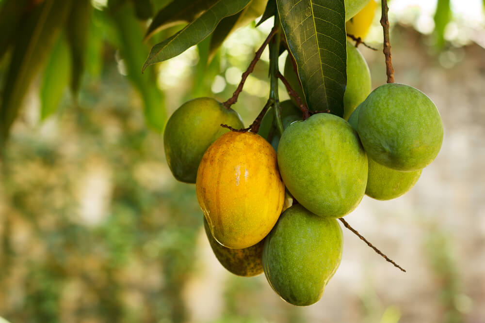 Buy Garden Fresh Mango Online - BoroBagan