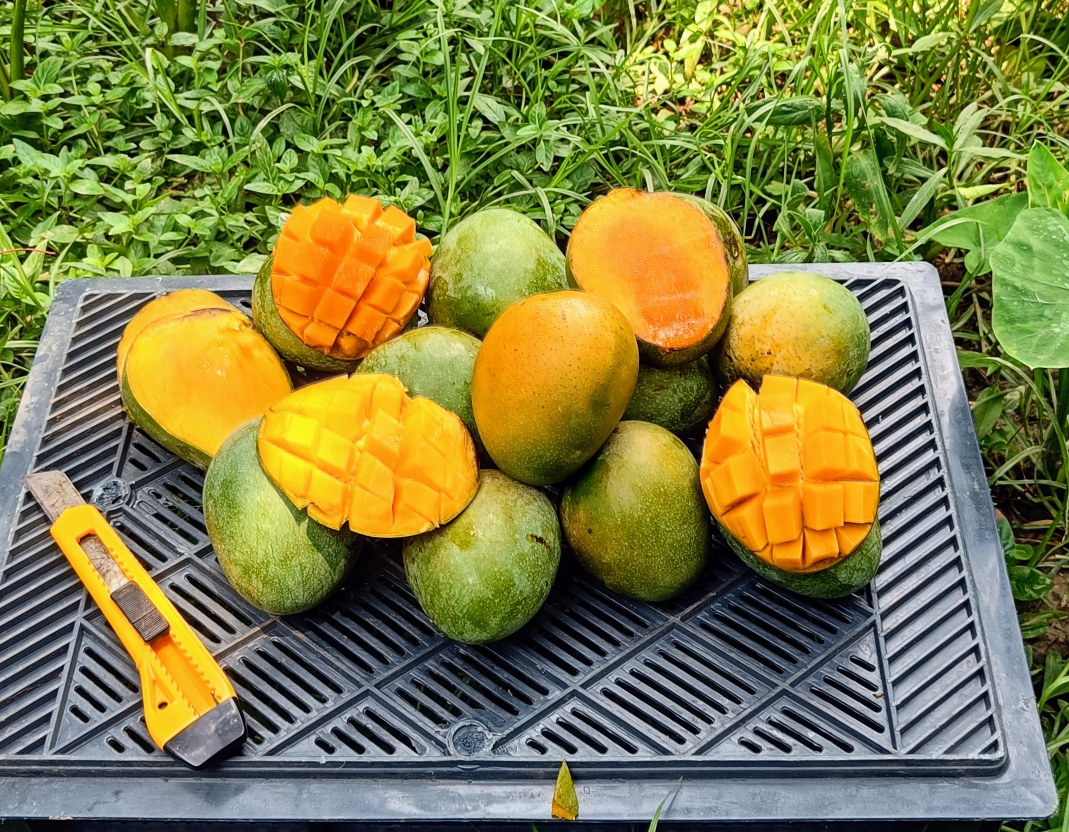 Buy Garden Fresh Mango Online - BoroBagan